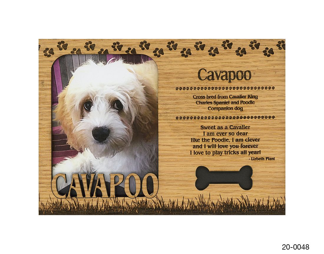 Cavapoo – GiftWorksPlus