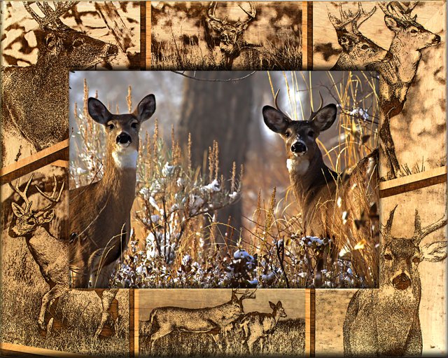Whitetail Deer Hunting Photo Frame, Whitetail Picture Frame Designs ...